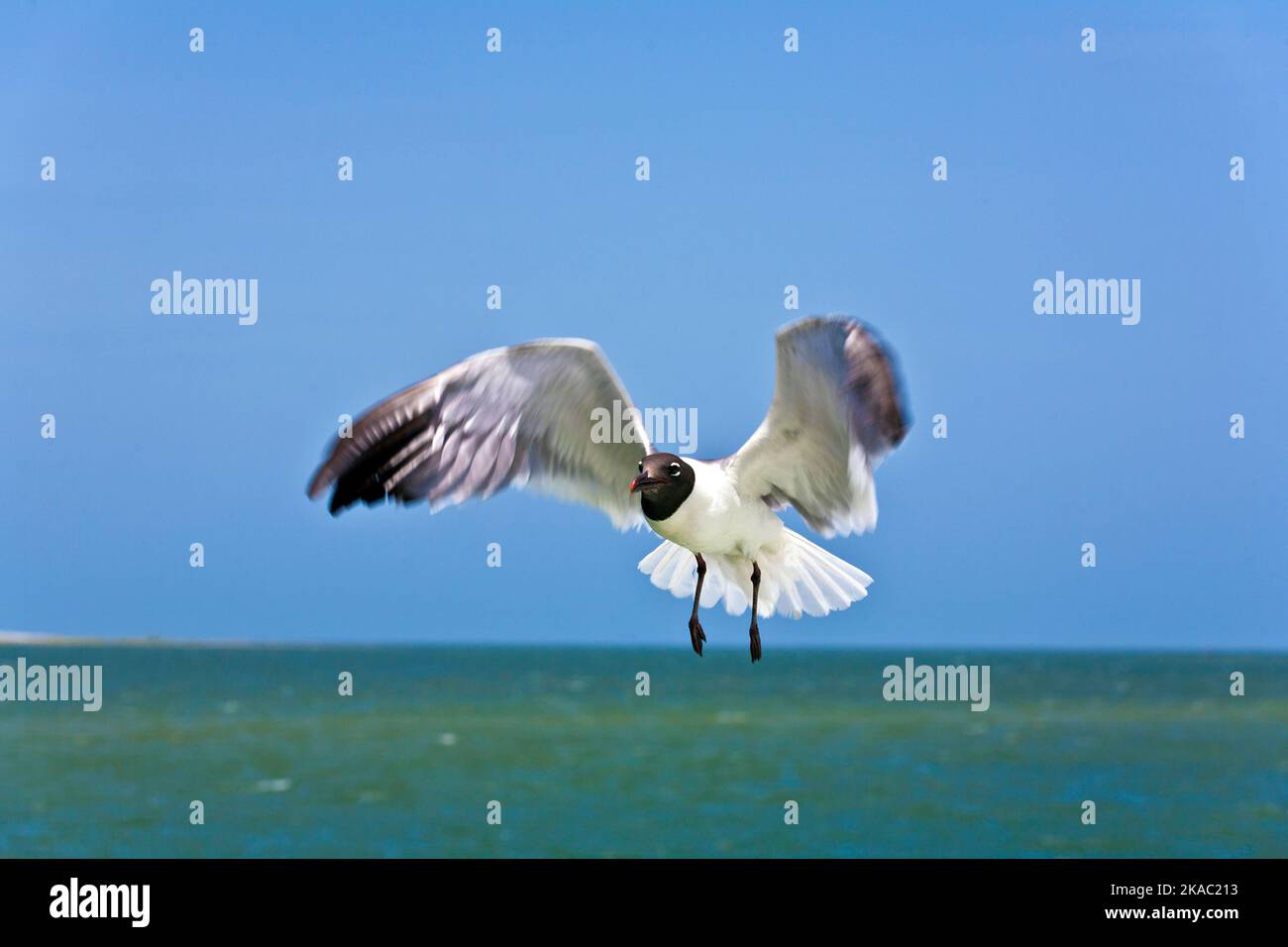 flying seagulls over the ocean Stock Photo - Alamy