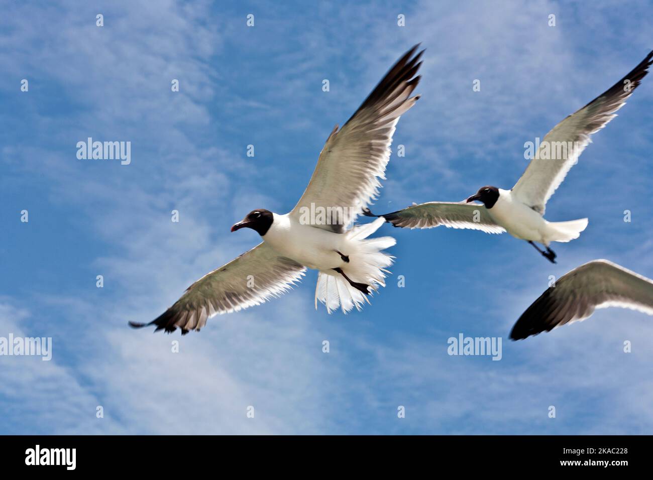 flying seagulls over the ocean Stock Photo - Alamy