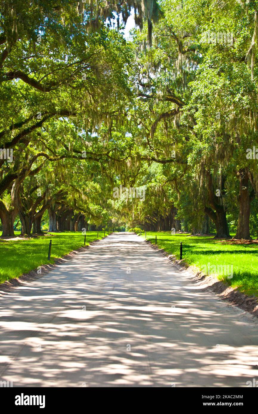 beautiful OAK alley in South Carolina Stock Photo - Alamy