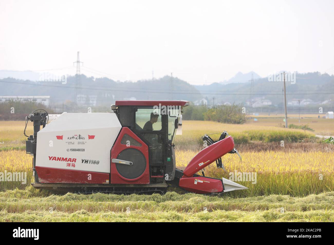 The rice harvesters shuttle back and forth in the field to harvest rice ...
