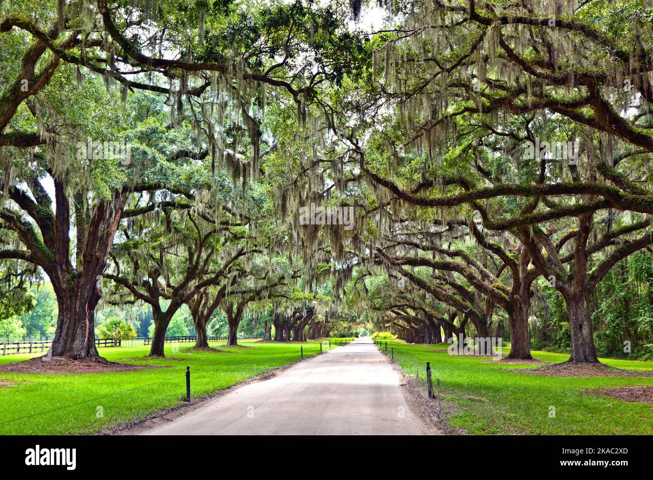 beautiful OAK alley in South Carolina Stock Photo - Alamy