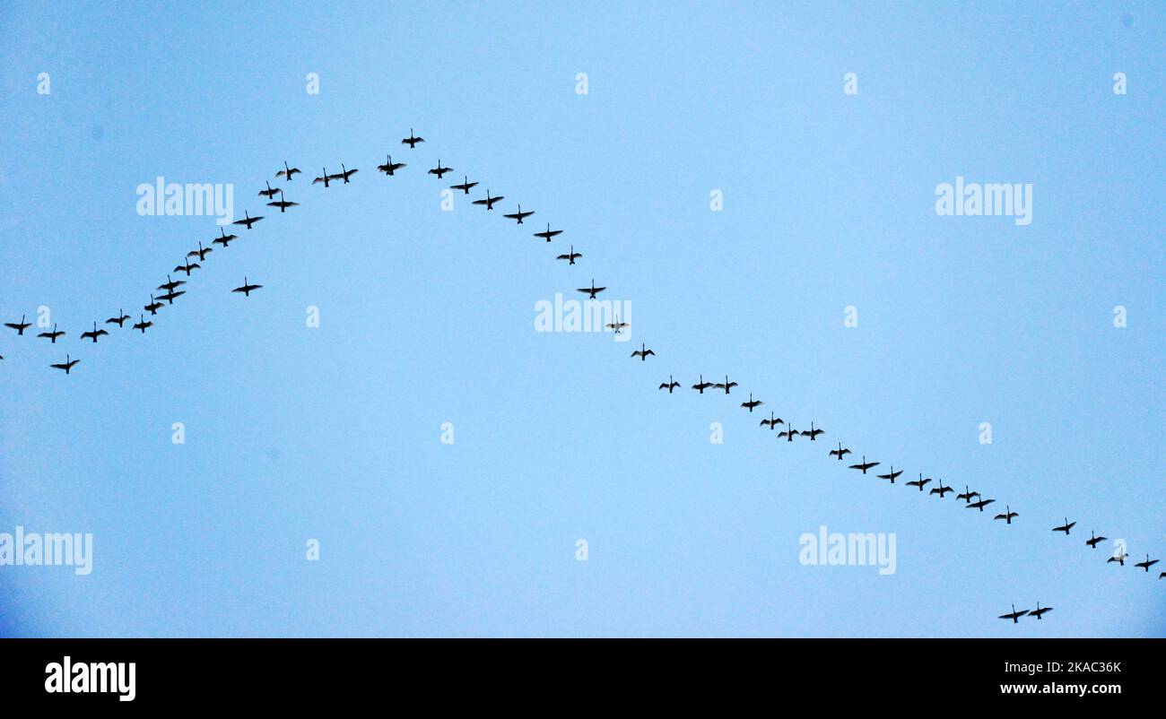 Swans, the national second-class protected animals, fly south in a ...