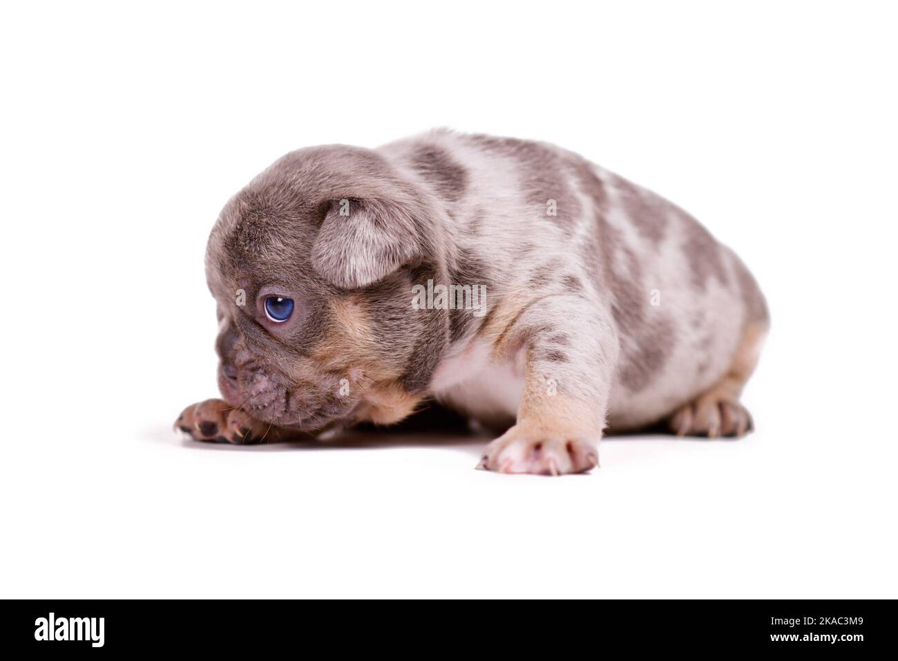 Merle tan French Bulldog dog puppy on white background Stock Photo - Alamy
