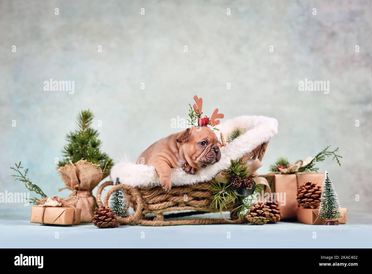French Bulldog dog puppy in Christmas sleigh carriage surrounded by ...