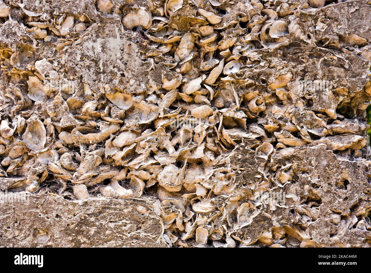 pattern of shells in concrete as building material Stock Photo - Alamy