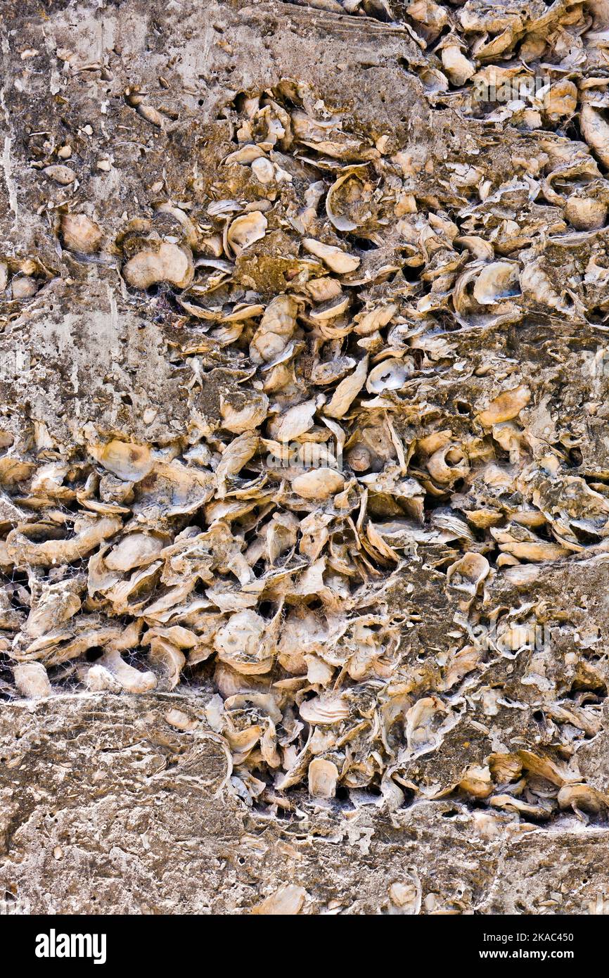pattern of shells in concrete as building material Stock Photo - Alamy