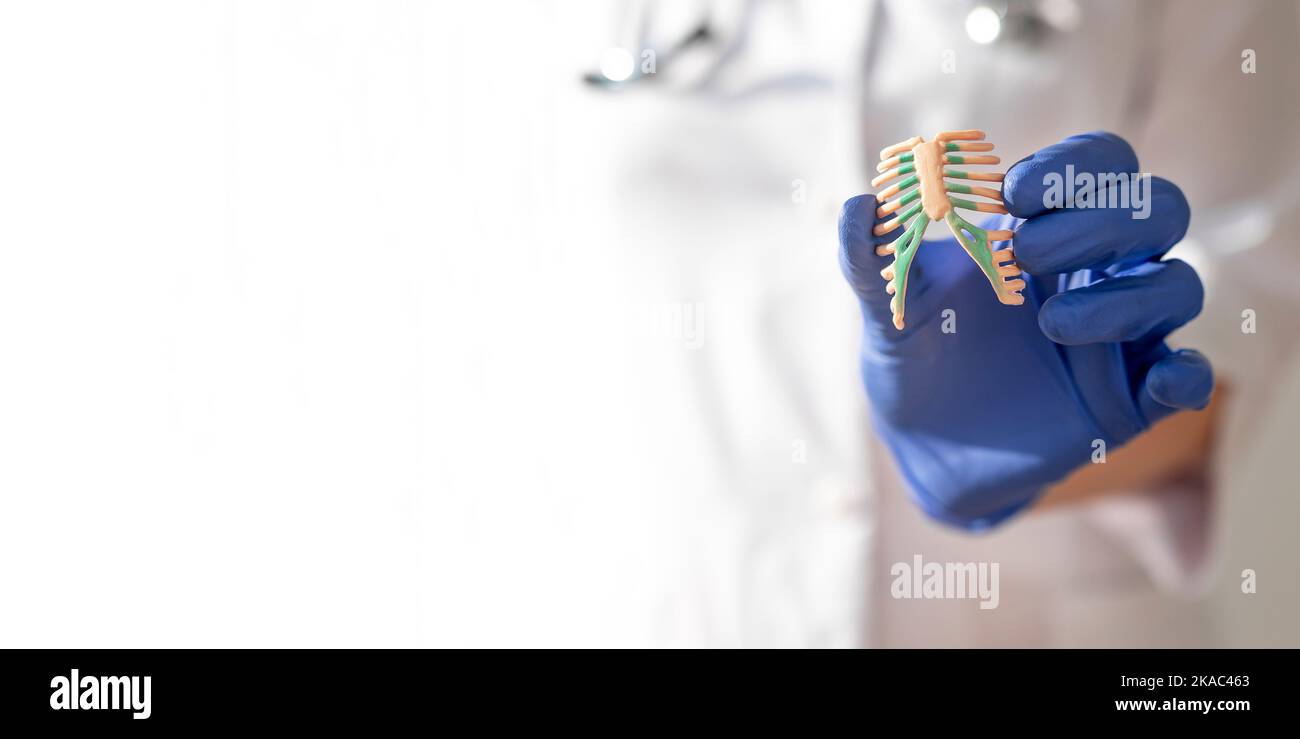 Hand in gloves holding rib bones of human model, close up. Medical ...