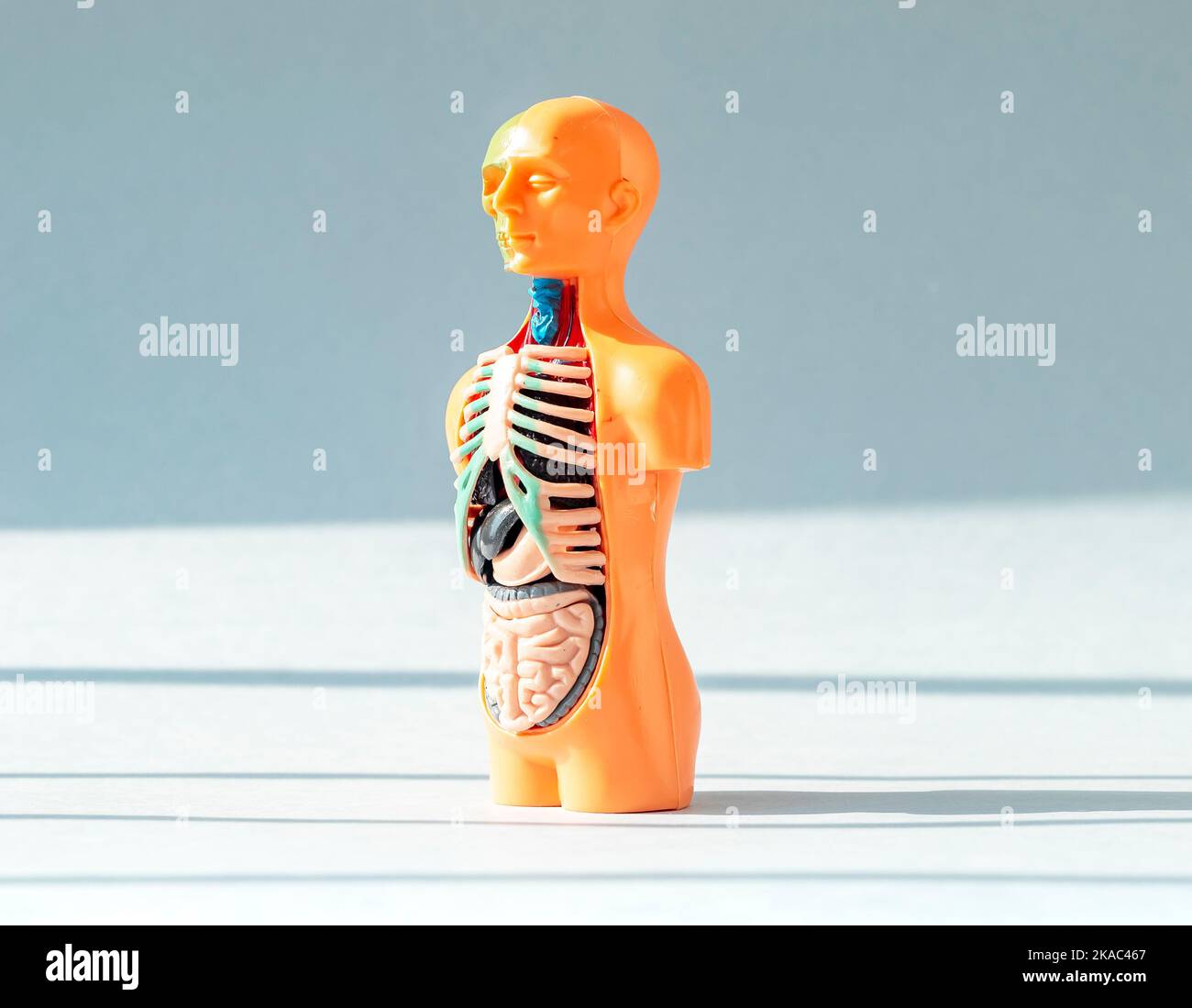 3d human model with inner organs inside, ribs, intestine, lungs ...