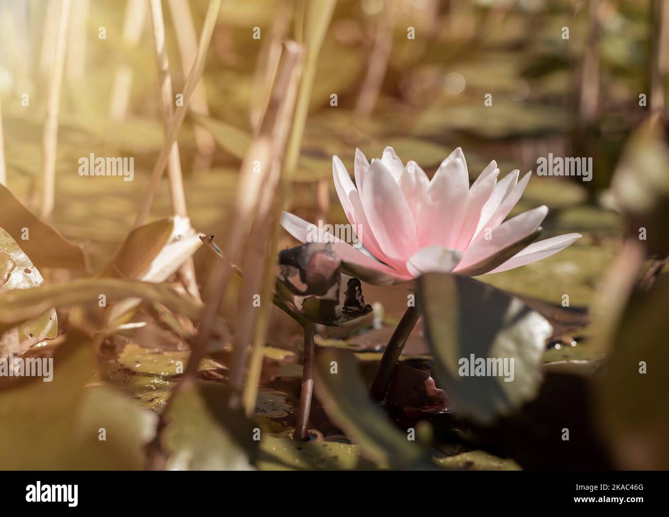 Pink chinese lilly flower hi-res stock photography and images - Alamy