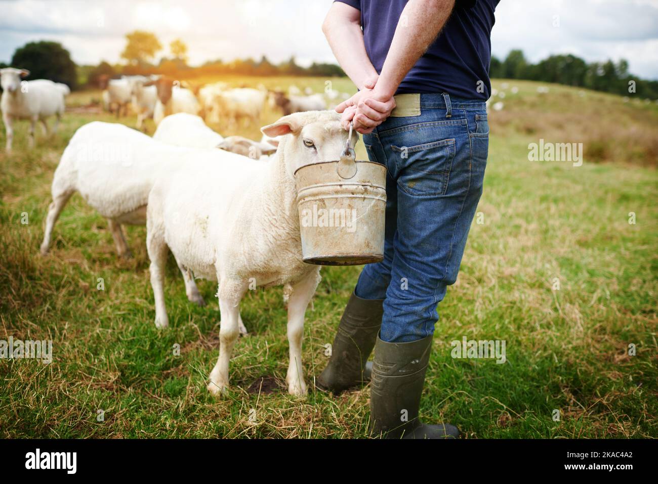 Hand fed, healthy and happy. a male farmer feeding a herd of sheep on a ...