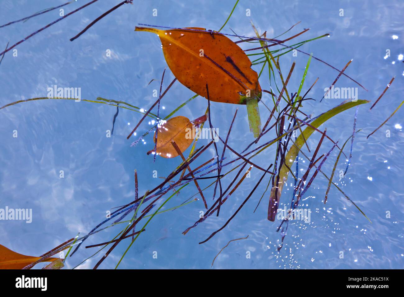 swimming leaves in water in beautiful composition with the sea Stock ...