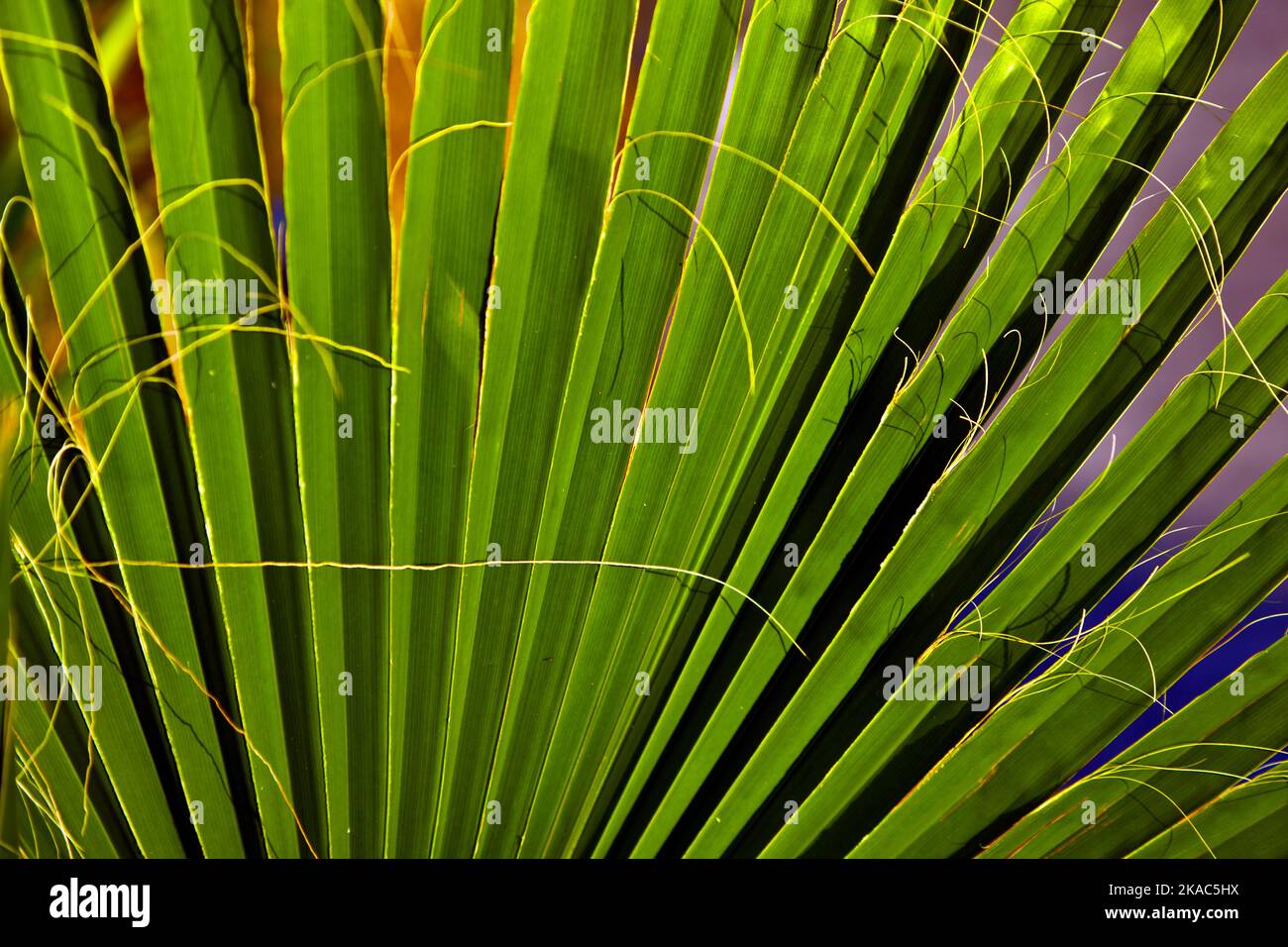 beautiful palm leaf texture in sunset Stock Photo - Alamy