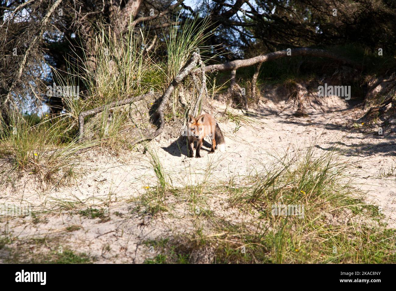 fox in the dunes at the beach Stock Photo - Alamy