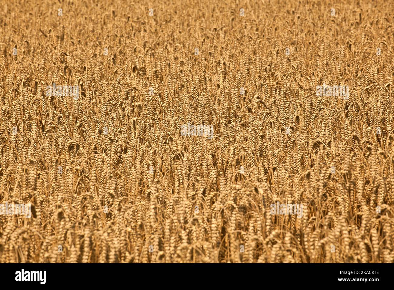 golden corn fields with corn ready for harvest Stock Photo - Alamy