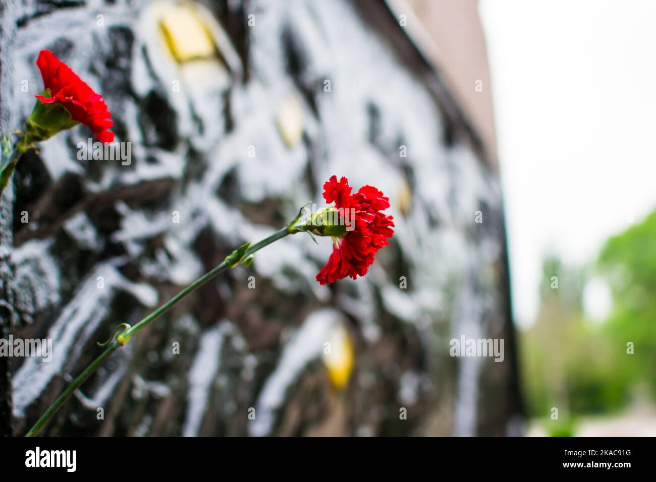 fresh red carnations on a marble black monument carnations on stella ...