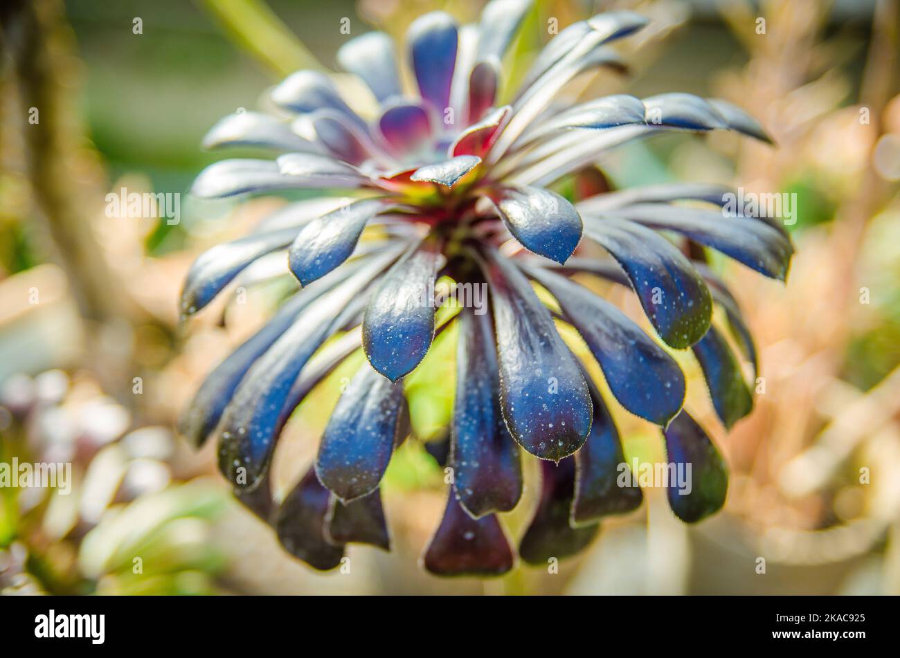 Bronze foliage hi-res stock photography and images - Alamy