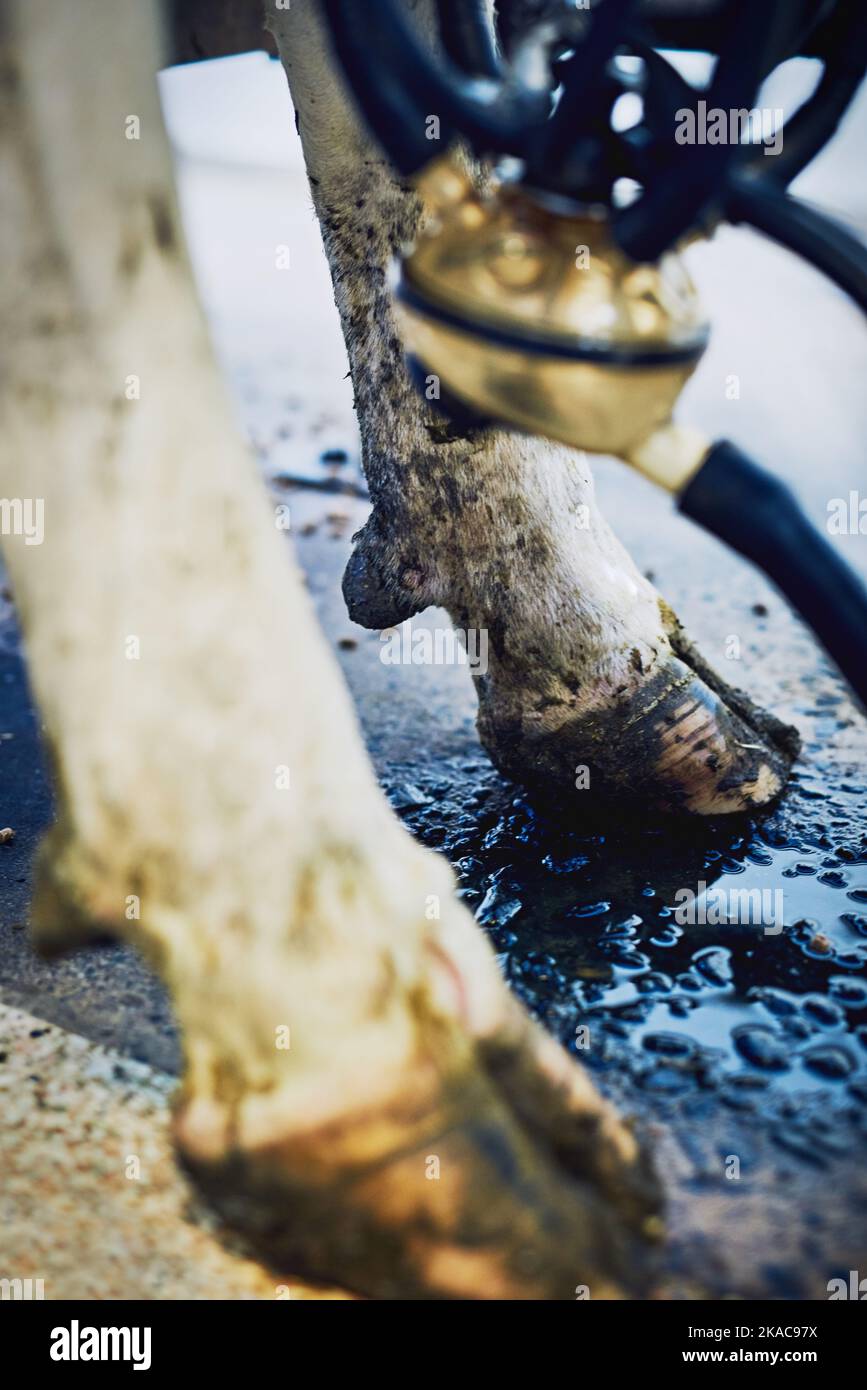 Healthy hooves equal cattle. High angle shot of a cows hoof on a dairy ...