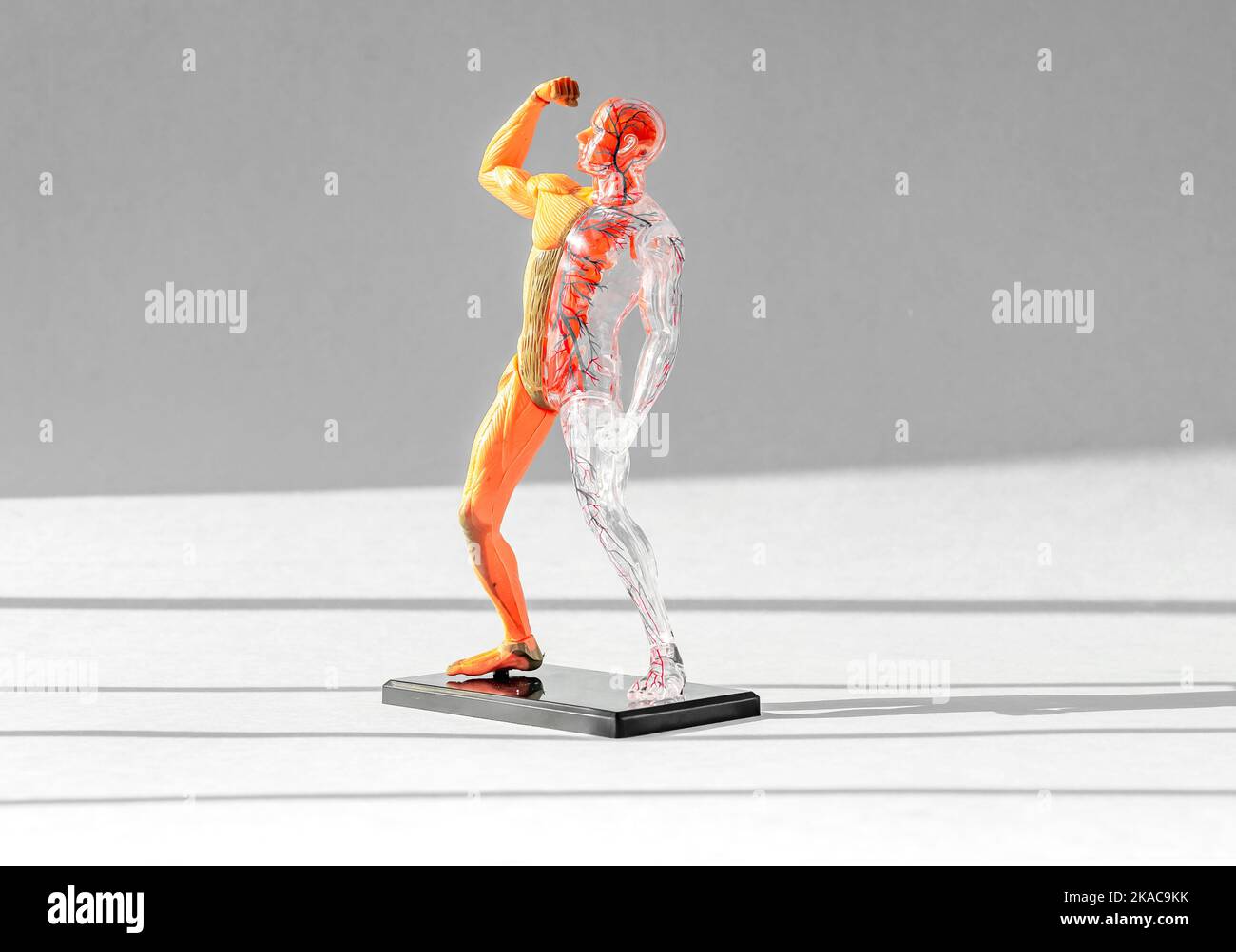 Human body 3d model without skin with muscular and circulatory systems ...