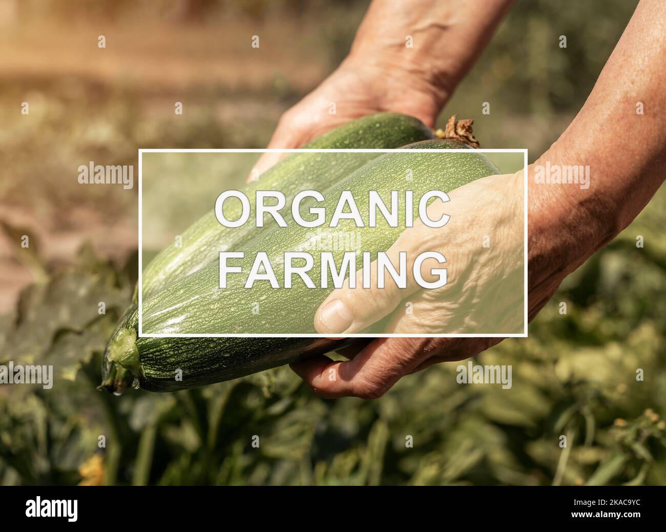 Organic farming text over farmer hands holding green natural harvest of ...
