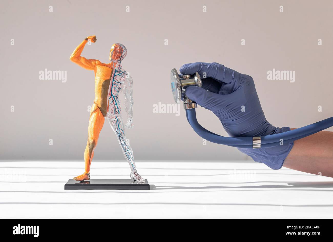 Doctor hand in glove holding to human body 3d model without skin with ...