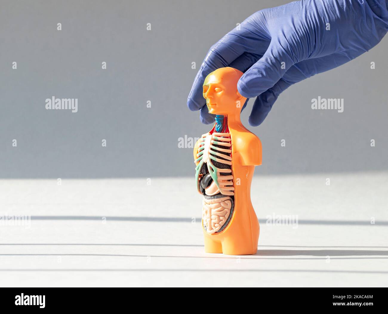 3d human model with inner organs. Medical anatomical concept. Anatomy ...