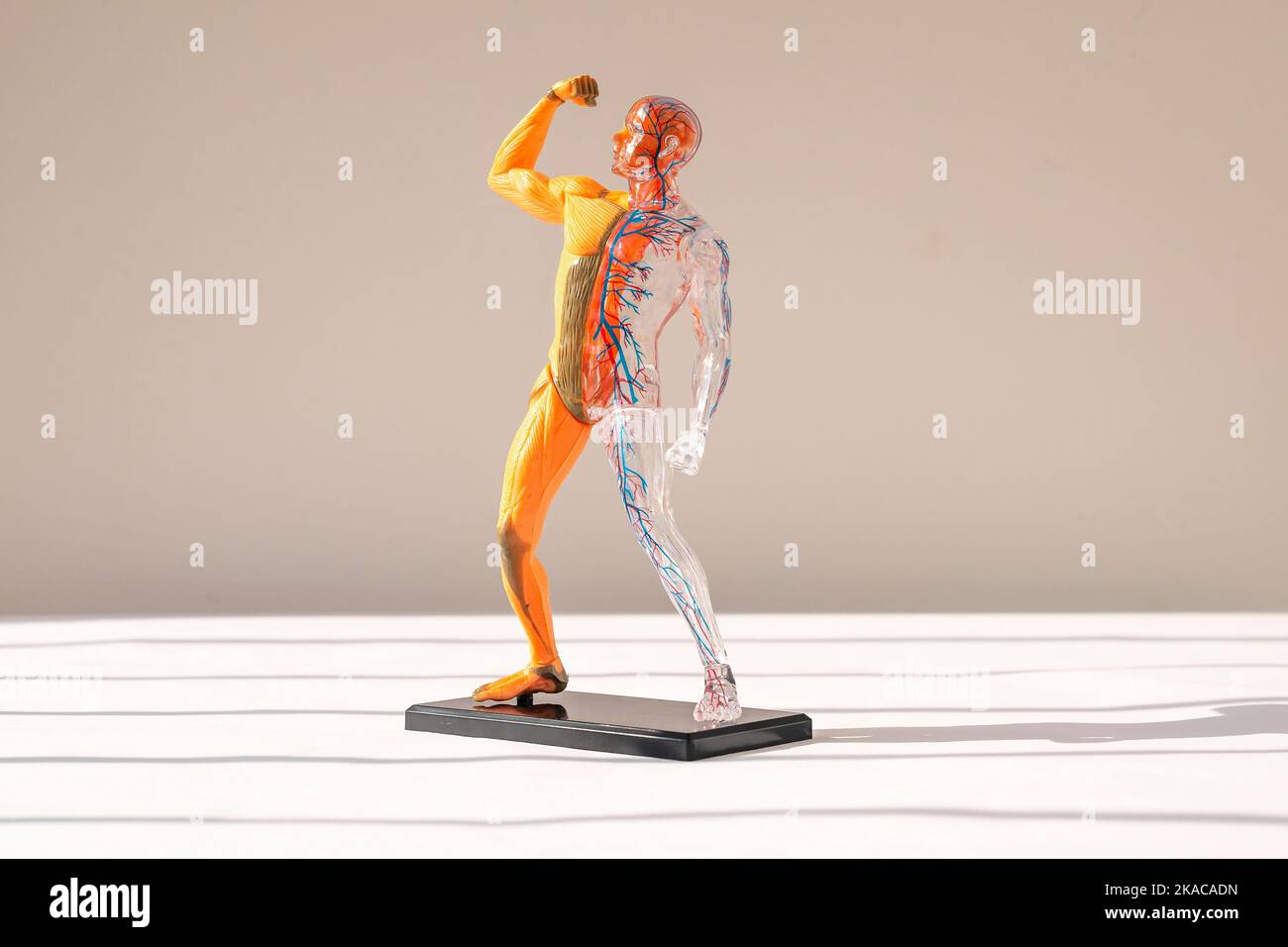 Human body 3d model without skin with muscular and circulatory systems ...