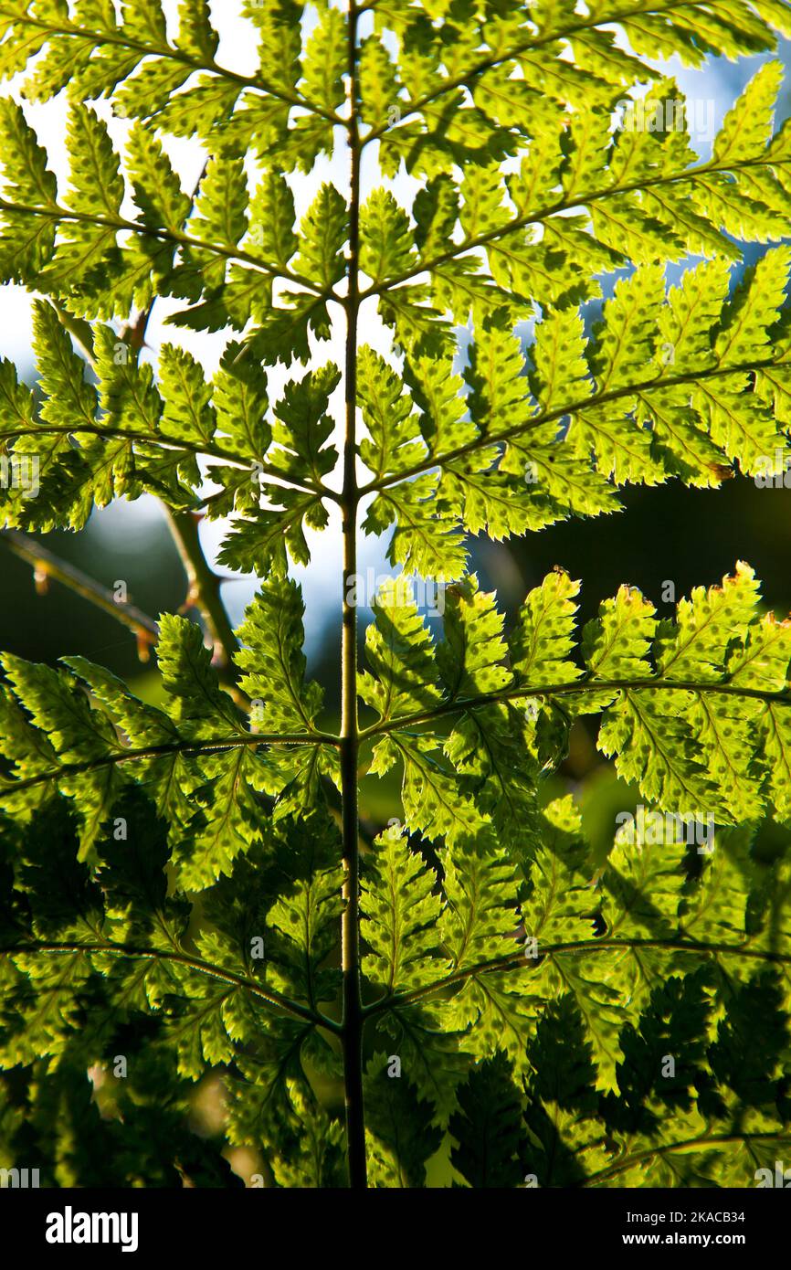 green wild fern in forest Stock Photo - Alamy