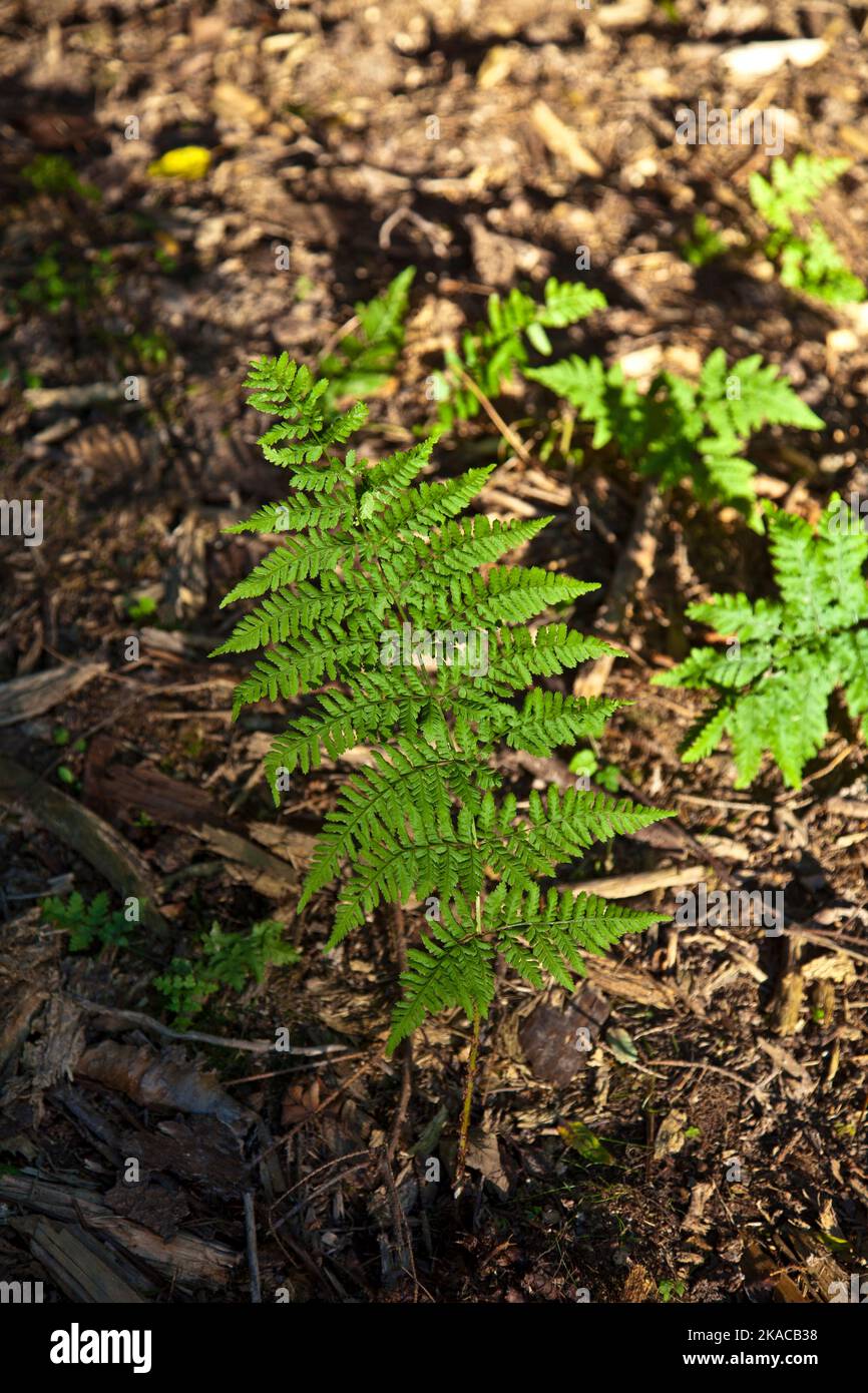 green wild fern in forest Stock Photo - Alamy