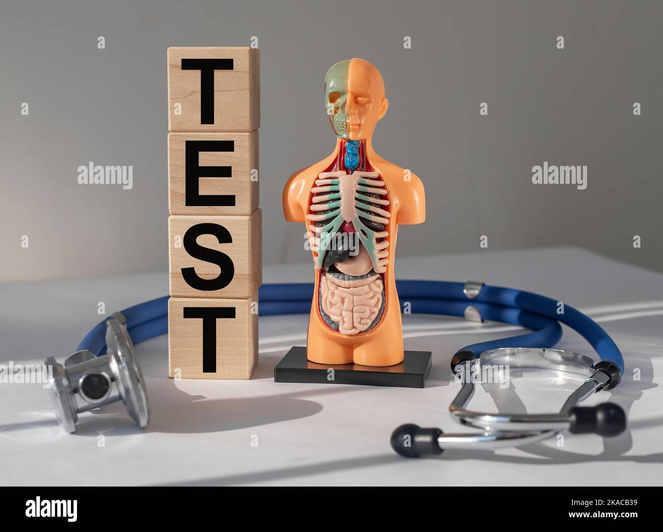 Inner organs hi-res stock photography and images - Alamy