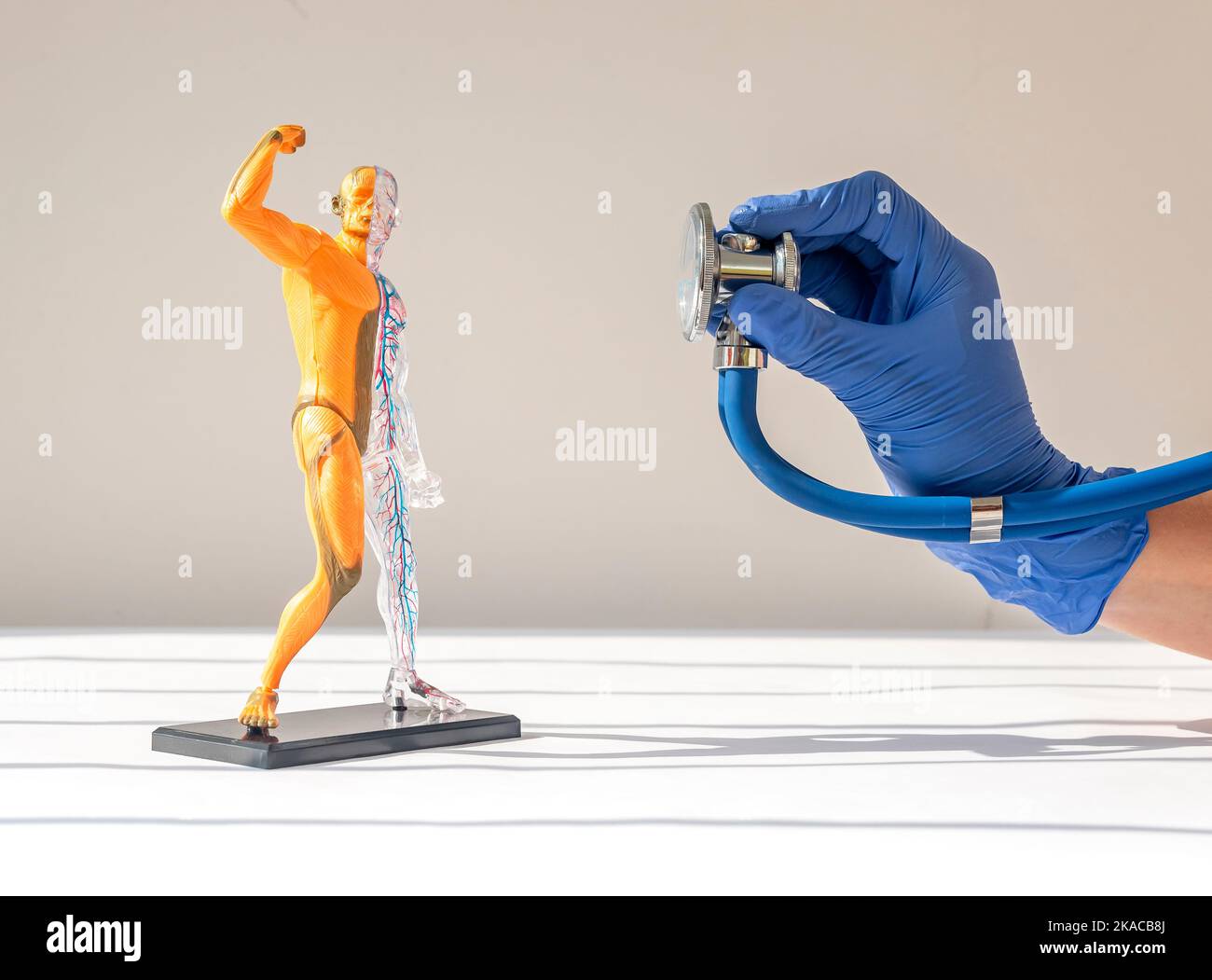 Listening to skinless human body 3d model with circulatory and muscular ...