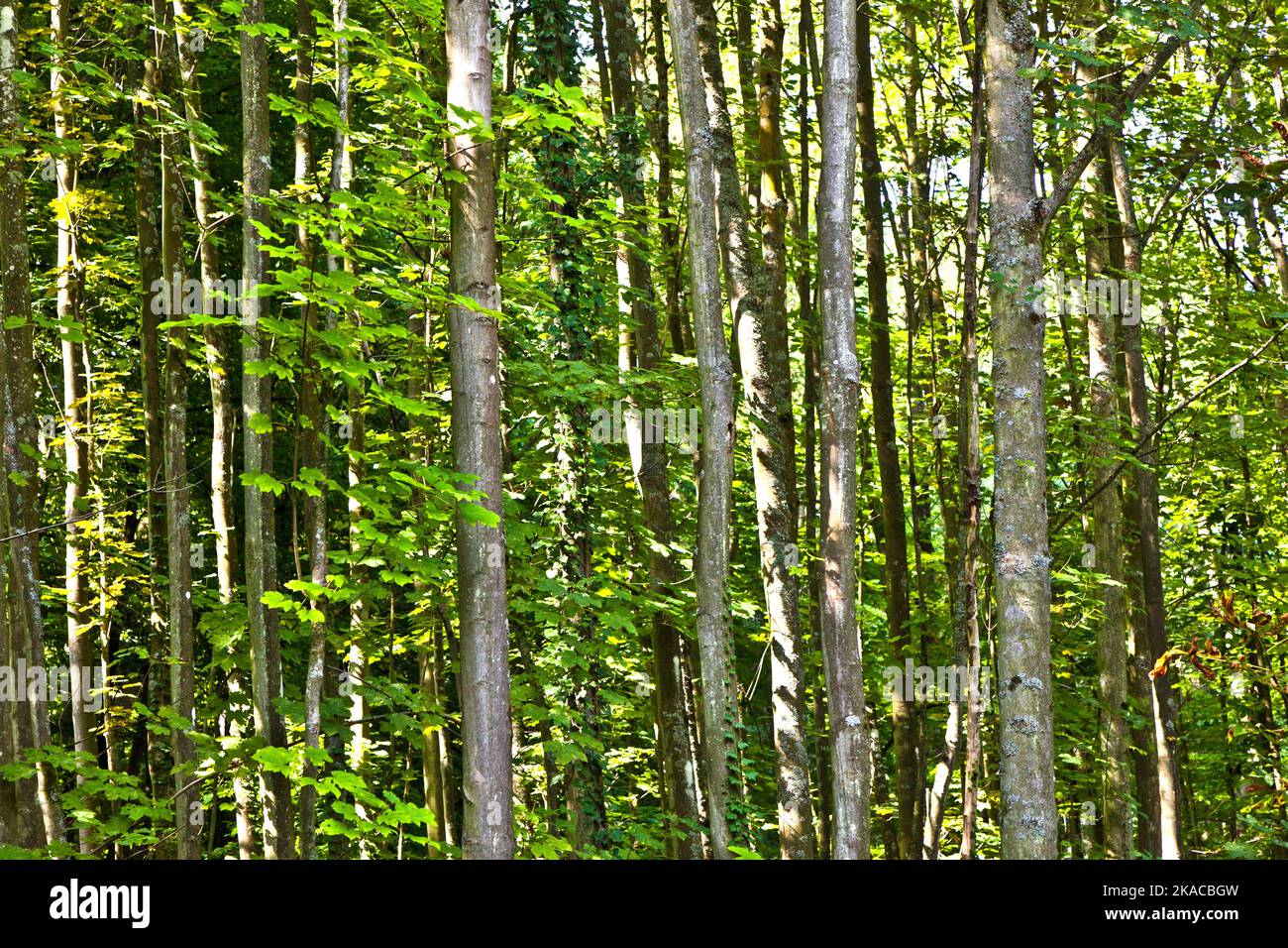 Dead trees line forest hi-res stock photography and images - Alamy