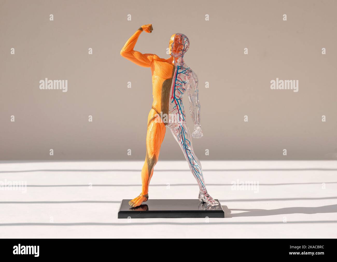 Human body 3d model without skin with circulatory and muscular systems ...