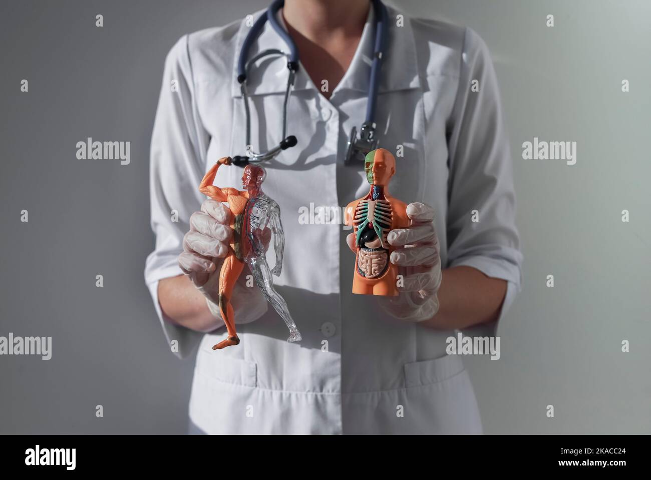 Teacher anatomical model hi-res stock photography and images - Alamy