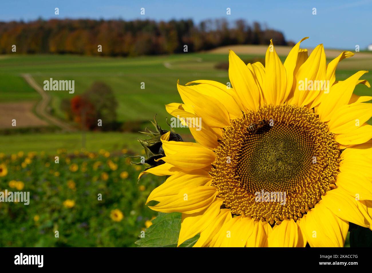 beautiful sun-drenched Bavarian countryside with the scenic sunflower ...