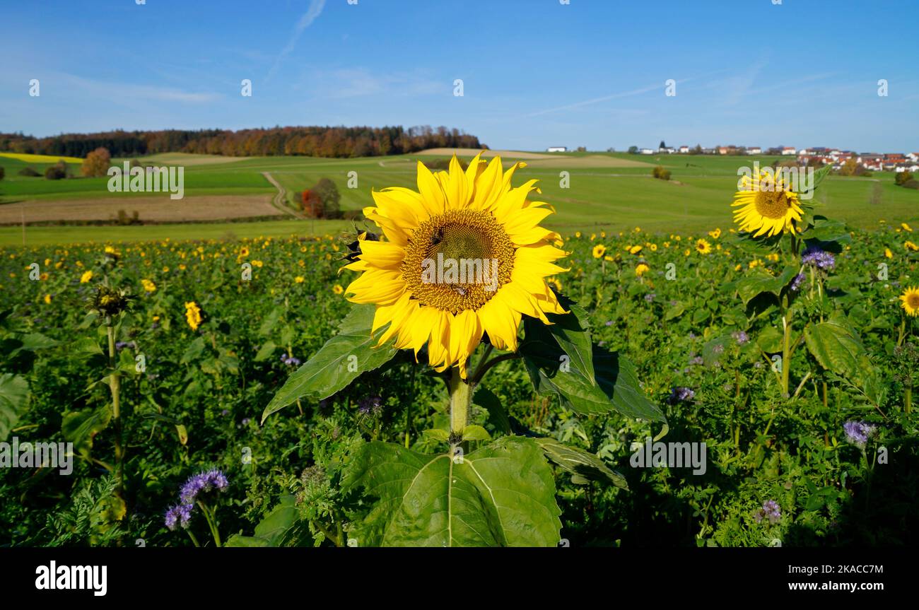 beautiful sun-drenched Bavarian countryside with the scenic sunflower ...