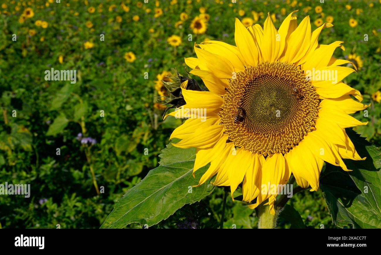beautiful sun-drenched Bavarian countryside with the scenic sunflower ...