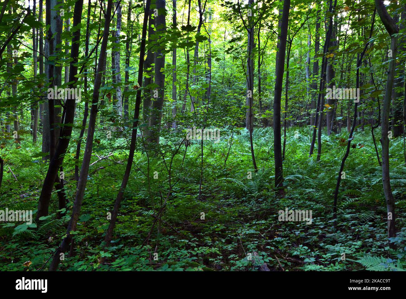 beautiful trees in forest in harmony Stock Photo - Alamy