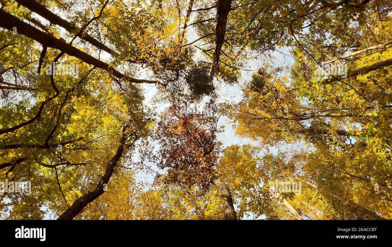 Bottom view of tall trees and sun in the forest at summer. Banner Stock ...