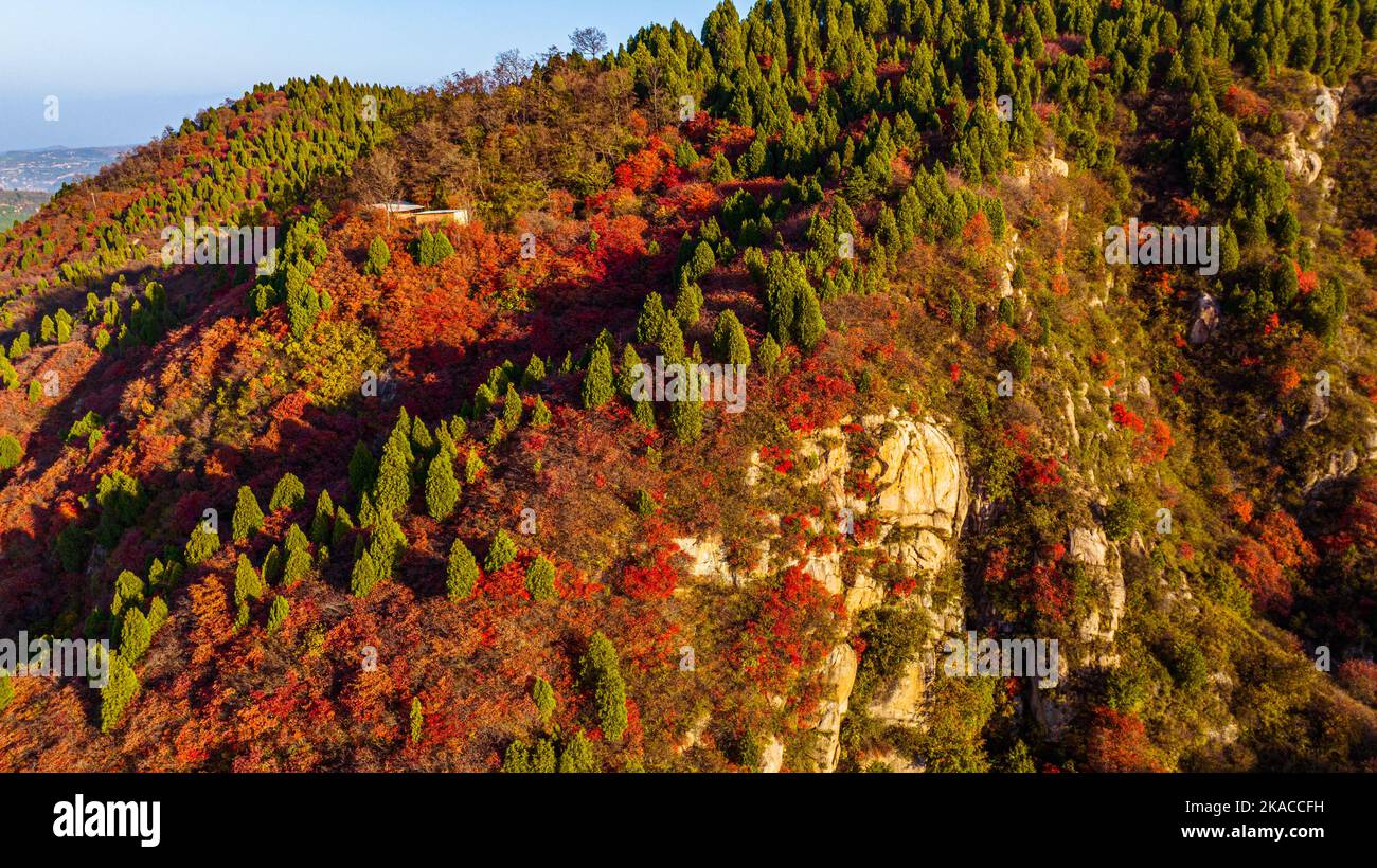 In late autumn, the red leaves are all over Mount Li in Xi'an City ...