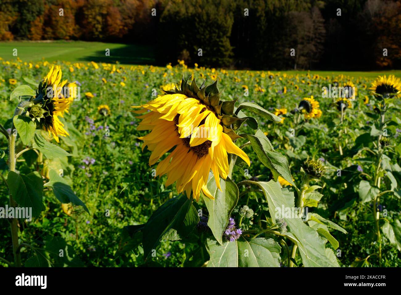 beautiful sun-drenched Bavarian countryside with the scenic sunflower ...