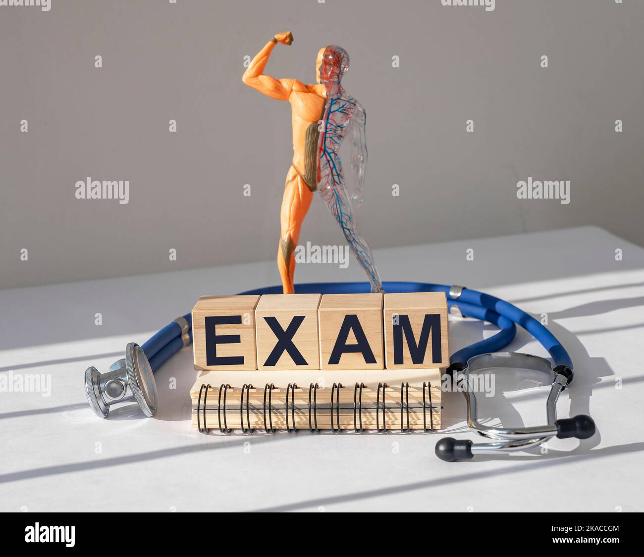 Medical exam concept. Inner organs examining and diagnostics Stock ...