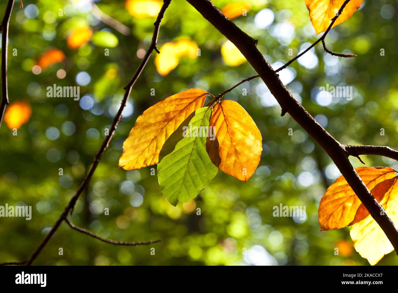 beautiful trees in forest in harmony Stock Photo - Alamy