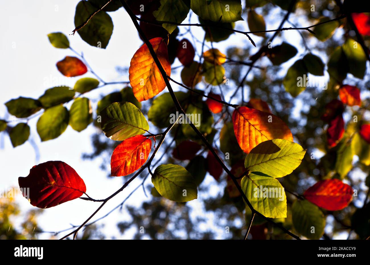 beautiful trees in forest in harmony Stock Photo - Alamy