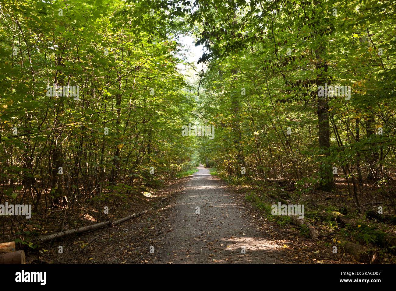 path in forest with beautiful trees in harmony Stock Photo - Alamy