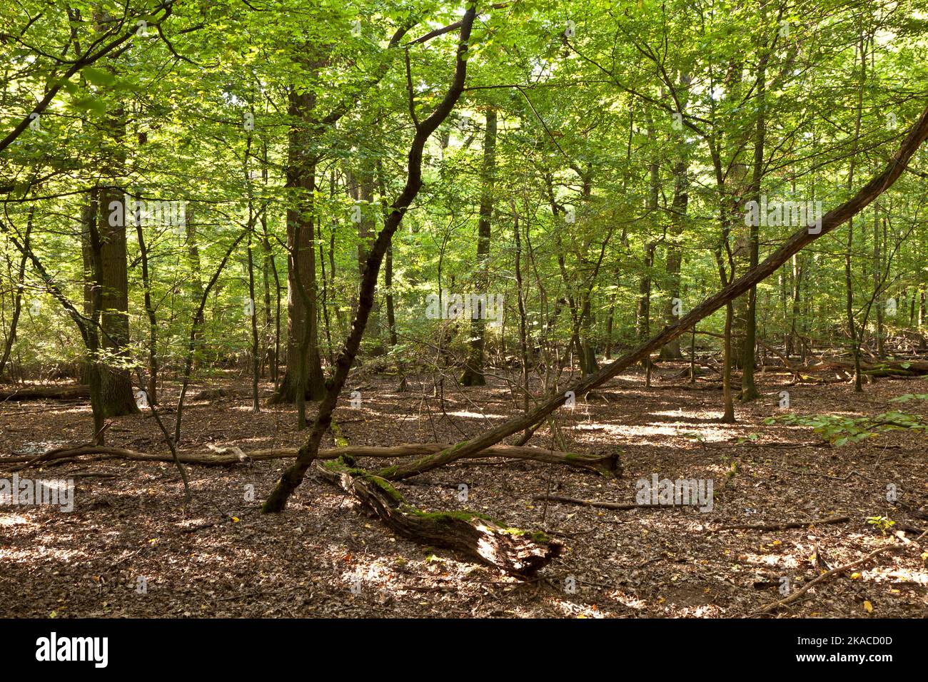 beautiful trees in forest in harmony Stock Photo - Alamy