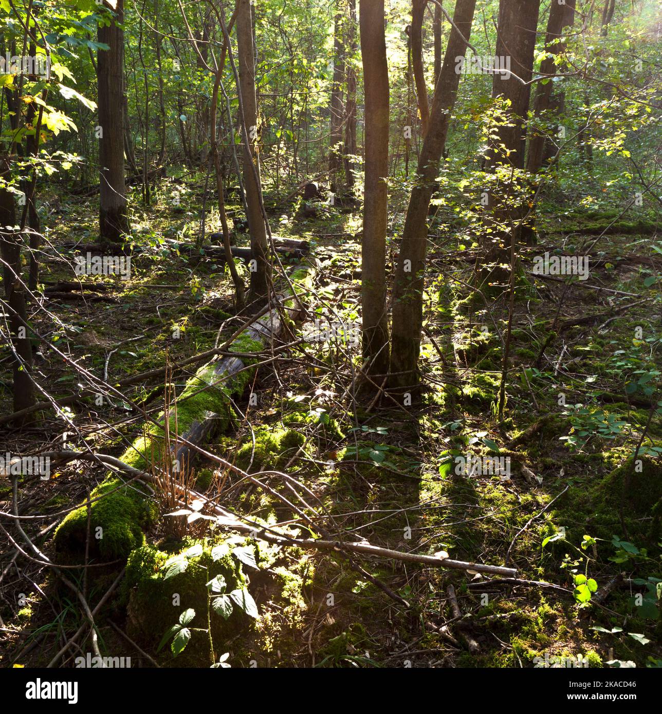 beautiful trees in forest in harmony Stock Photo - Alamy