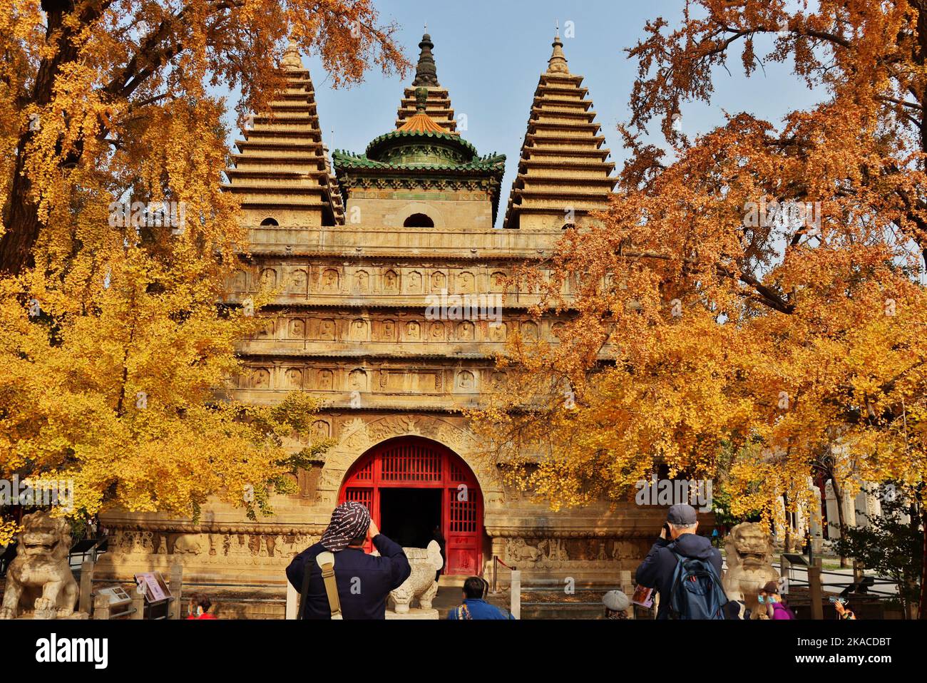 Tourists enjoy the 600-year-old ginkgo tree in the Five Pagoda Temple ...