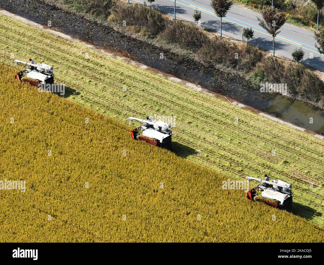 Aerial photos show the rice entering the harvest season and a busy ...