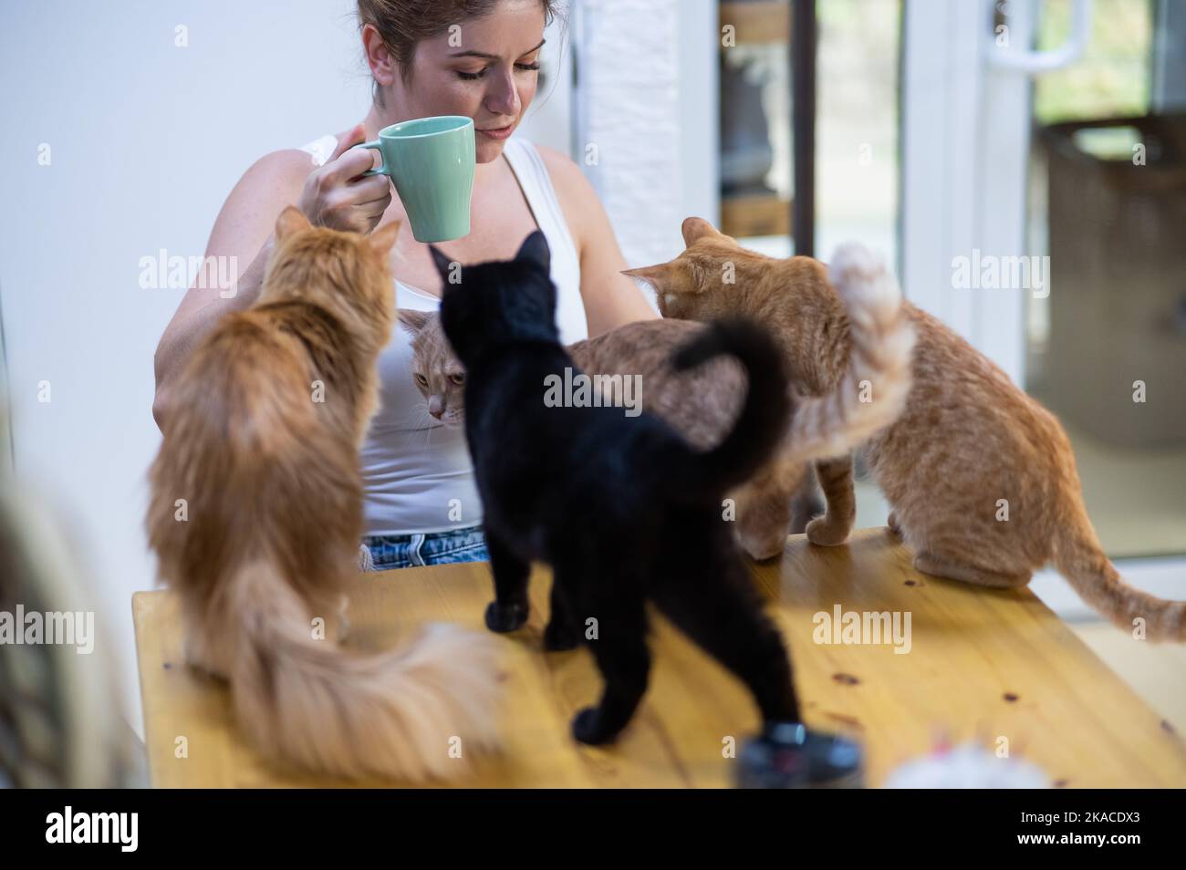Caucasian woman with cats in a cat cafe Stock Photo - Alamy