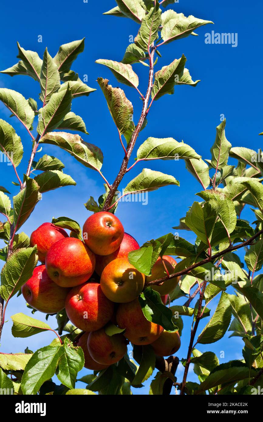 ripe fruity apples at the tree Stock Photo - Alamy